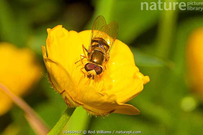 Stock photo of Hoverfly (Syrphini) on buttercup, Lewisham, London ...