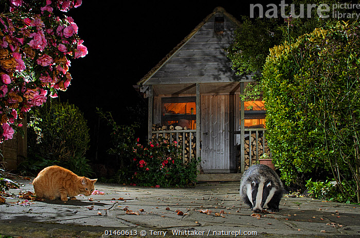 Stock photo of Badger (Meles meles) and domestic cat feeding together ...