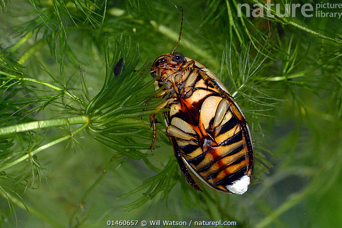 Stock photo of Female Great diving beetle (Dytiscus circumflexus) view ...
