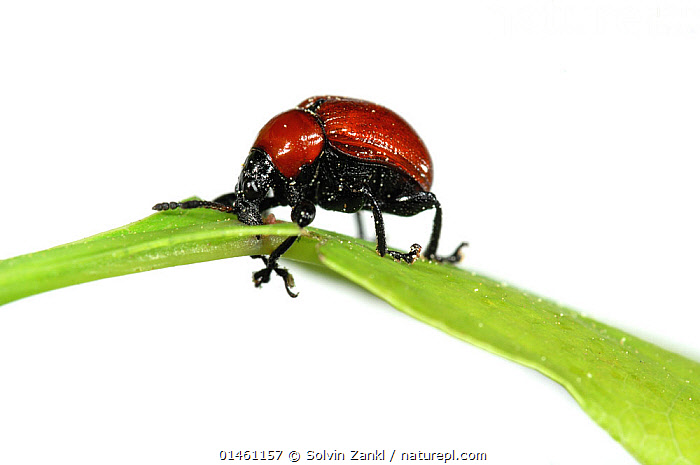 Stock photo of Oak Leaf Roller Beetle (Attelabus nitens) rolling leaf ...