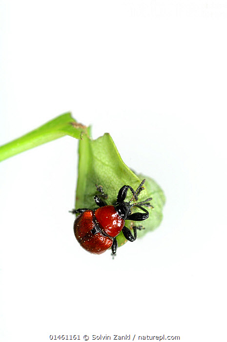 Stock photo of Oak Leaf Roller Beetle (Attelabus nitens) rolling leaf ...