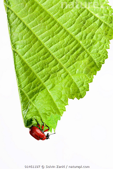 Stock photo of Hazel Leaf-roller Weevil (Apoderus coryli) on tip of ...