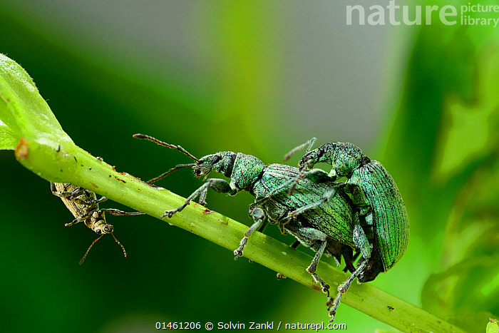 Stock photo of Green leaf weevils (Phyllobius maculicornis) mating on ...