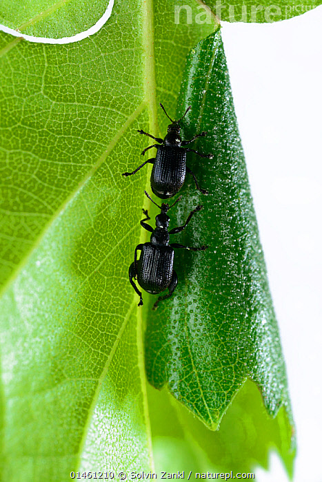 Stock photo of Birch leaf-roller beetles (Deporaus betulae) rolling ...