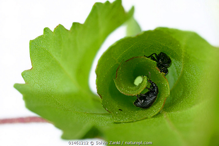 Stock photo of Birch leaf-roller beetles (Deporaus betulae) rolling ...