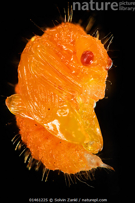 Stock photo of Hazel Leaf-roller Weevil (Apoderus coryli) pupa ...