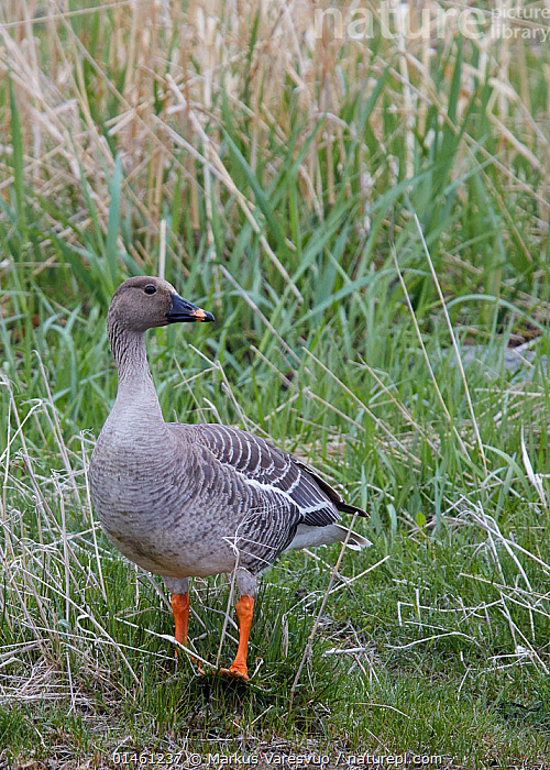 Stock photo of Taiga bean goose (Anser fabalis rossicus) portrait, Uto ...