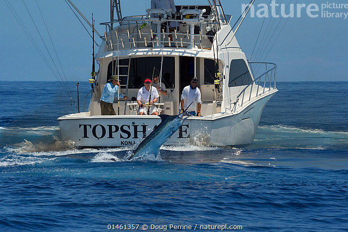 Stock photo of Pacific blue marlin (Makaira nigricans) jumping while ...