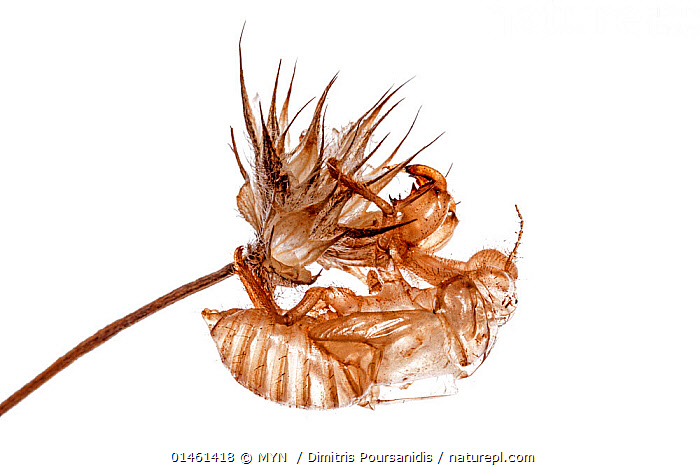 Stock photo of Shed exoskeleton of Cicada (Cicadidae) Crete, Greece ...