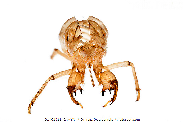 Stock photo of Shed exoskeleton of Cicada (Cicadidae) Crete, Greece ...