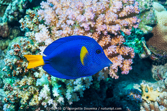 Stock photo of Yellowtail tang or surgeonfish (Zebrasoma xanthurum ...