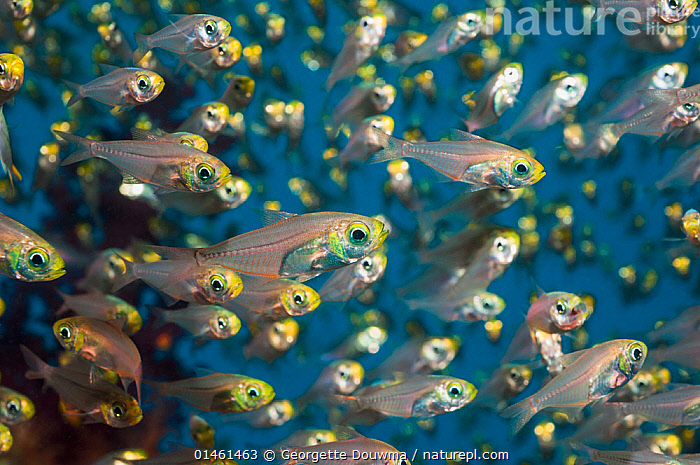 Stock photo of Pygmy sweepers (Parapriacanthus ransonneti) Egypt, Red ...