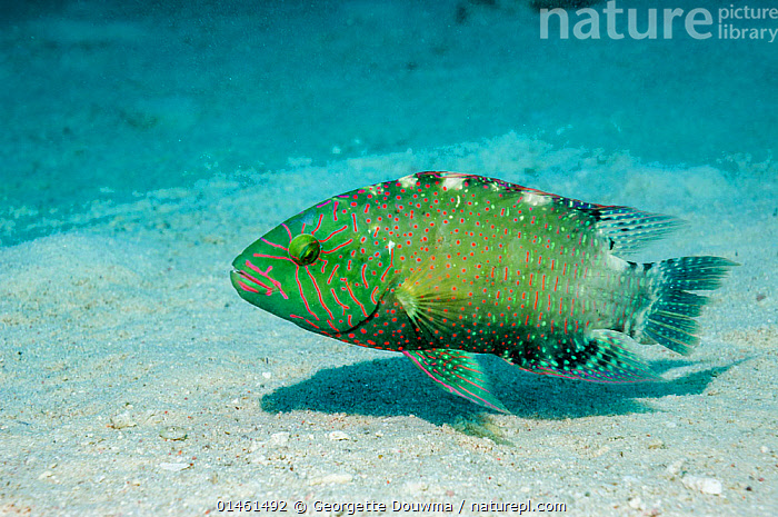 Stock photo of Abudjubbe's splendor wrasse (Cheilinus abudjubbe) Egypt ...