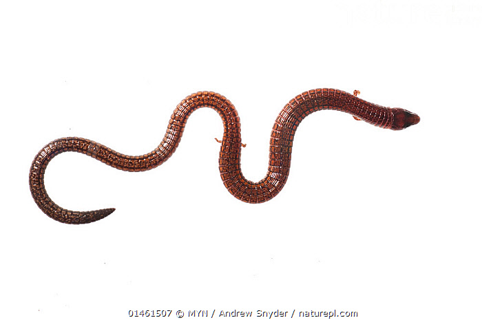 Stock photo of Spectacled lizard (Bachia flavescens) Chenapau, Guyana ...
