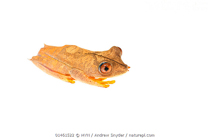 Stock photo of Map Tree frog (Hypsiboas geographicus) Chenapau, Guyana ...