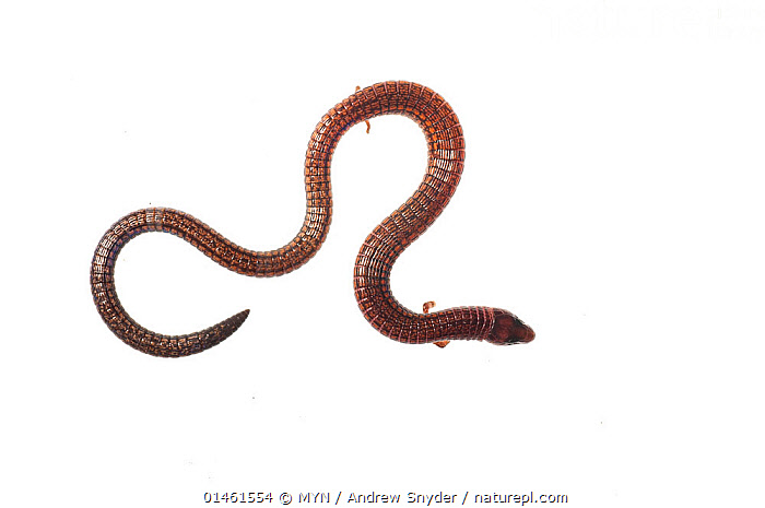 Stock photo of Spectacled lizard (Bachia flavescens) Chenapau, Guyana ...