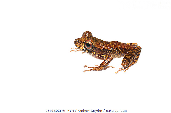 Stock photo of Woodley's tree frog (Stefania woodleyi) Chenapau, Guyana ...