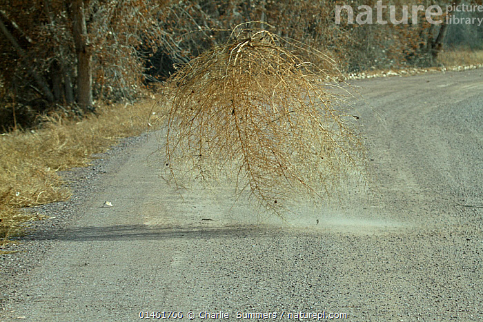 Stock photo of Slender Russian Thistle / Tumbleweed (Salsola collina ...