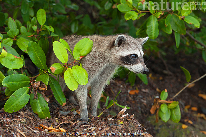 Stock photo of Pygmy Raccoon (Procyon pygmaeus) Cozumel Island, Mexico ...