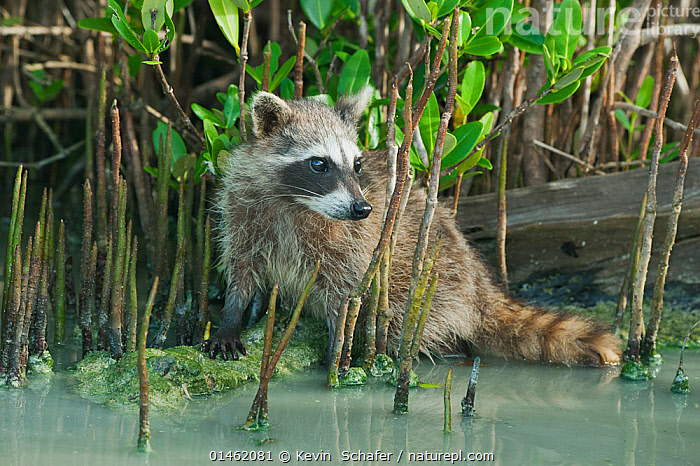 Stock photo of Pygmy Raccoon (Procyon pygmaeus) in mangrove swamp ...