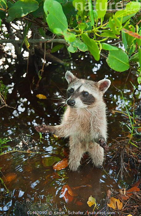 Stock photo of Pygmy Raccoon (Procyon pygmaeus) in mangrove swamp ...