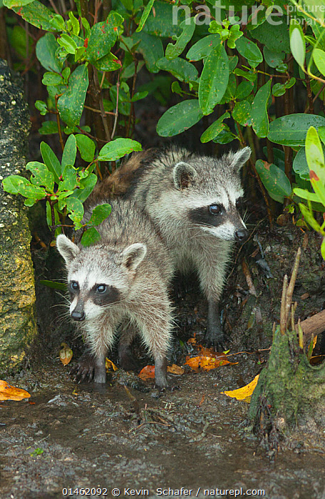 Stock photo of Pygmy Raccoons (Procyon pygmaeus) amongst mangroves ...