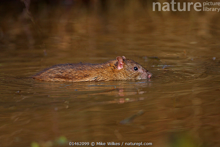Brown Rat Swimming