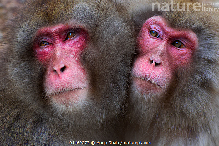 Stock photo of Japanese Macaque (Macaca fuscata) females huddled ...