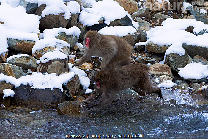 Stock photo of Japanese Macaques (Macaca fuscata) running across river ...