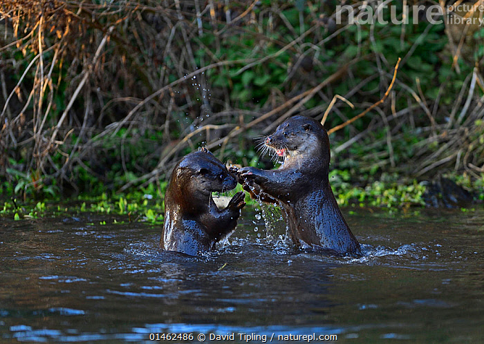 Stock photo of Otters (Lutra lutra) fighting, River Thet, Norfolk ...
