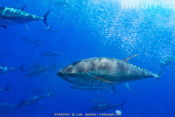 Stock photo of Atlantic bluefin tuna (Thunnus thynnus) shoal in open ...