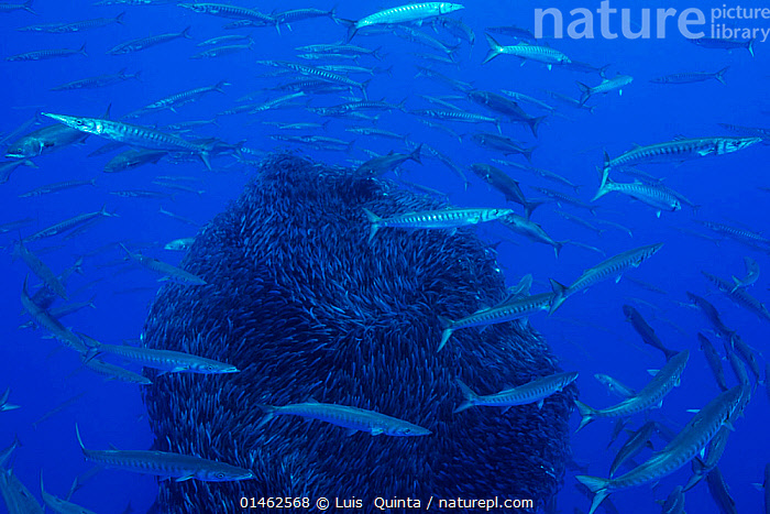 Stock photo of Yellowmouth barracuda (Sphyraena viridensis) feeding in ...