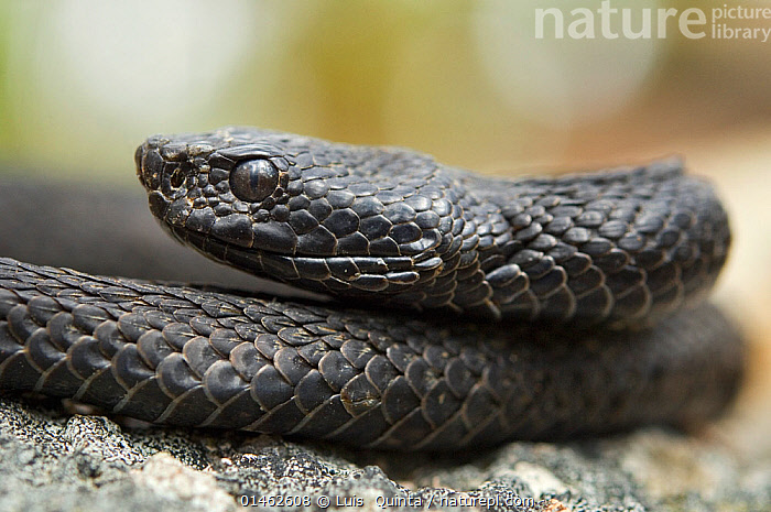 Stock photo of Female Baskian viper (Vipera seoanei) with melanistic ...