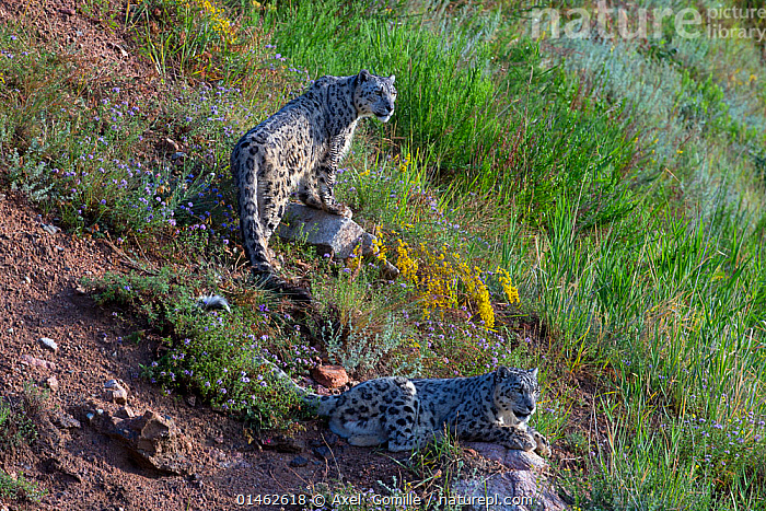 Stock photo of Snow leopards (Panthera uncia) Tian Shan / Celestial ...