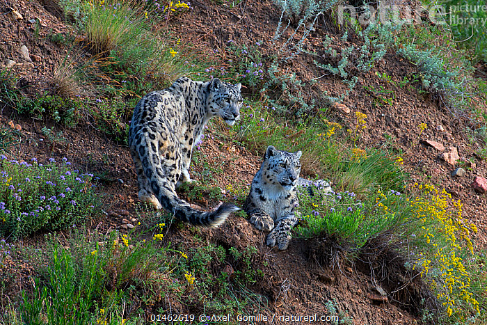 Stock photo of Snow leopards (Panthera uncia) Tian Shan / Celestial Mountains…. Available for ...