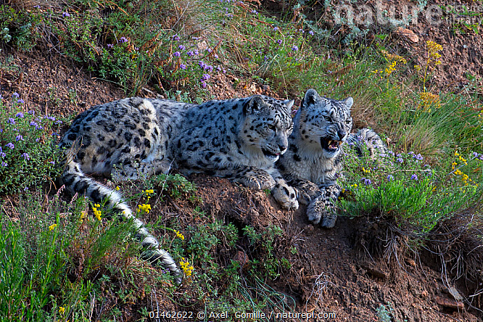 Stock photo of Snow leopards (Panthera uncia) snarling, Tian Shan ...
