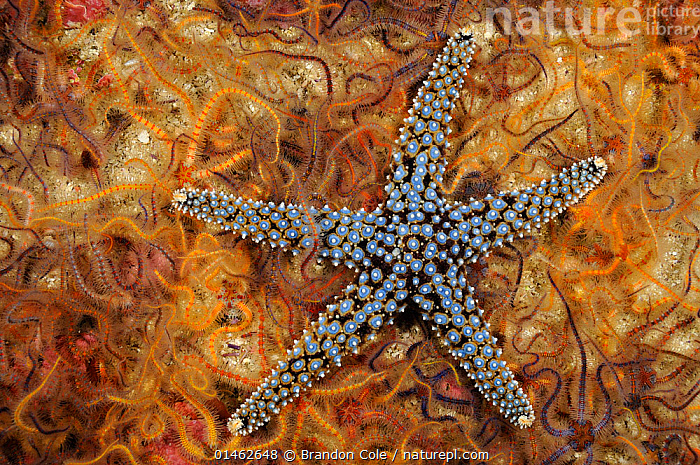 Stock photo of Giant sea star (Pisaster giganteus) crawling across a ...