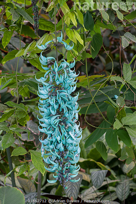 Stock photo of Jade Vine (Strongylodon macrobotrys) native to the ...