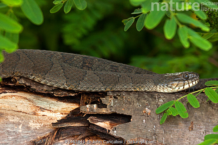 Water Snake Water Snake | Habitat, Diet & Behavior | Britannica