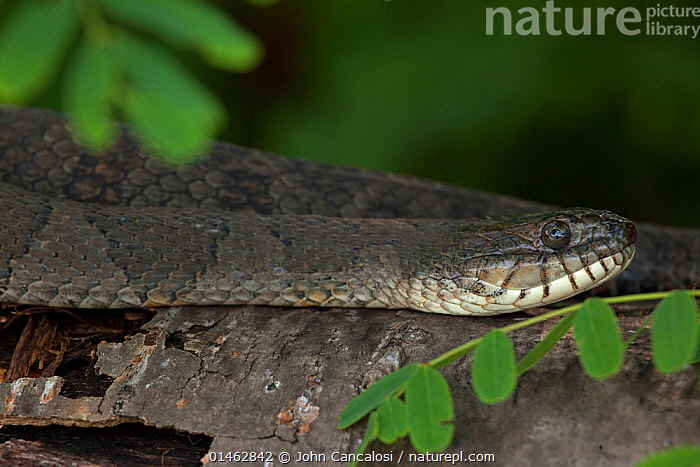 Northern Water Snake