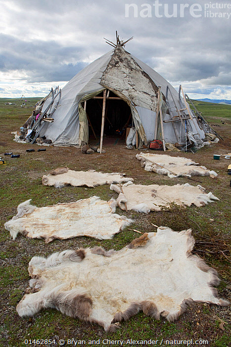 Stock photo of Reindeer skins drying outside a Chukchi Yaranga (tent ...