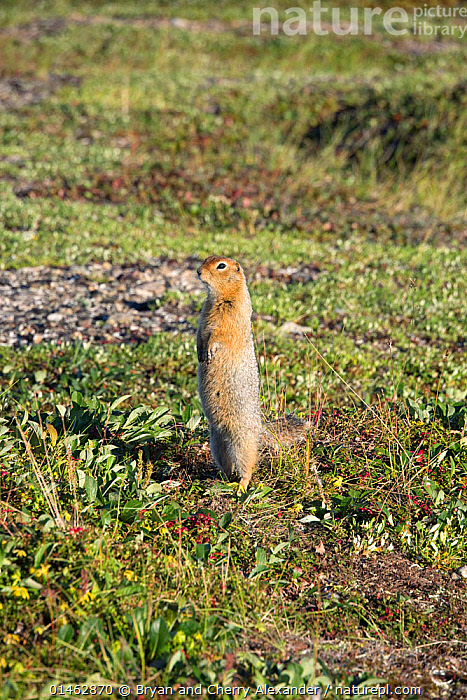 Stock photo of Arctic ground squirrel (Urocitellus parryii) on summer ...