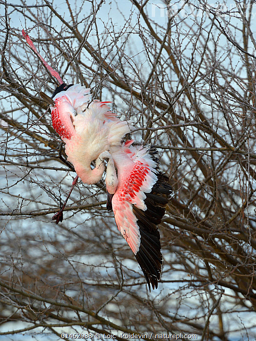 Stock photo of Lesser Flamingo (Phoenicopterus minor) caught in tree ...