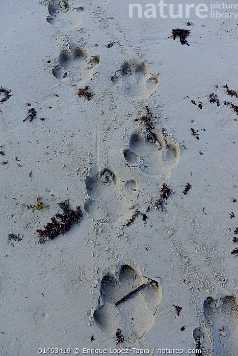 Stock photo of Hippo footprints (Hipopotamus amphibius) in the sand of ...