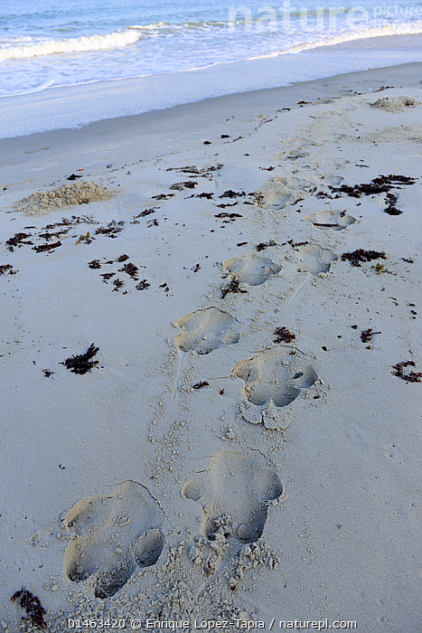 Stock photo of Hippo footprints (Hipopotamus amphibius) in the sand of ...