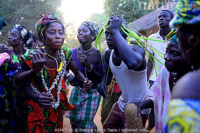 Stock photo of Nalu people at ritual ceremony, Cabedu village, Guinea ...