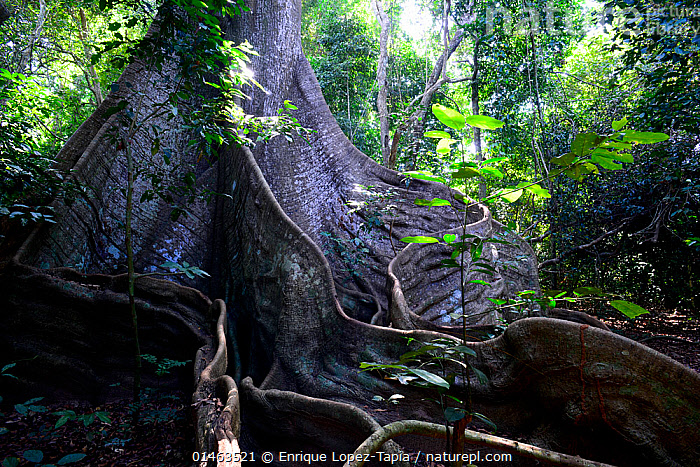 Stock photo of Great kapok (Ceiba pentandra) tree, trunk and roots ...
