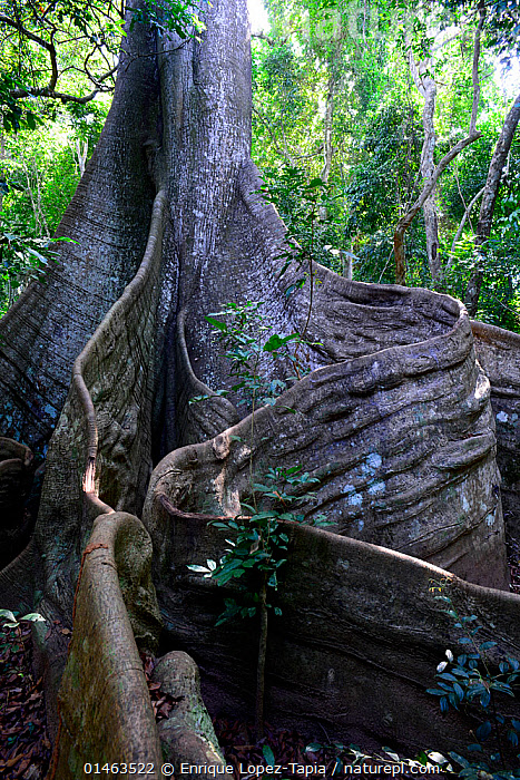 Stock photo of Great kapok (Ceiba pentandra) tree, buttress trunk and ...