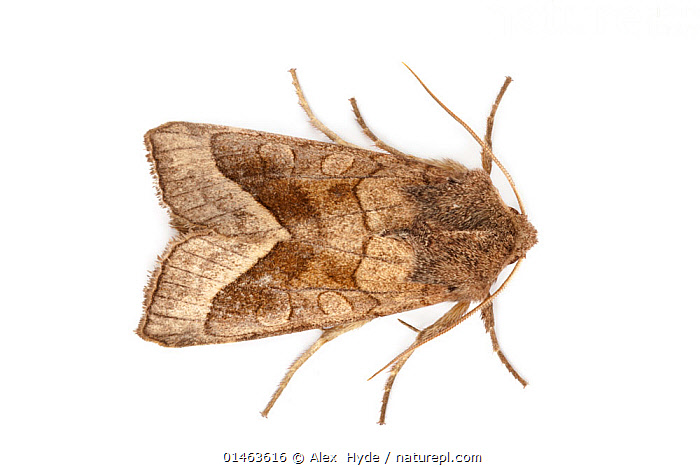 Stock photo of Rosy Rustic moth (Hydraecia micacea) photographed in ...