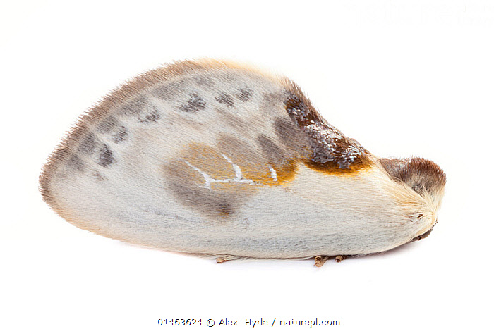 Stock photo of Chinese Character moth (Cilix glaucata) photographed in ...